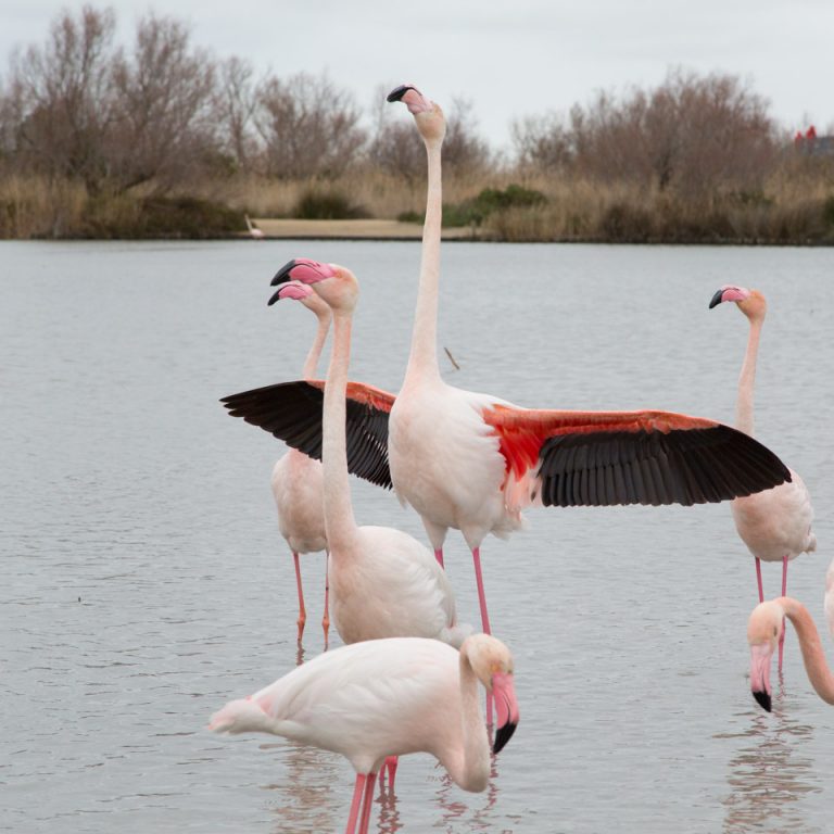 Camargue – Flamants roses | Regard sur le monde par la photo