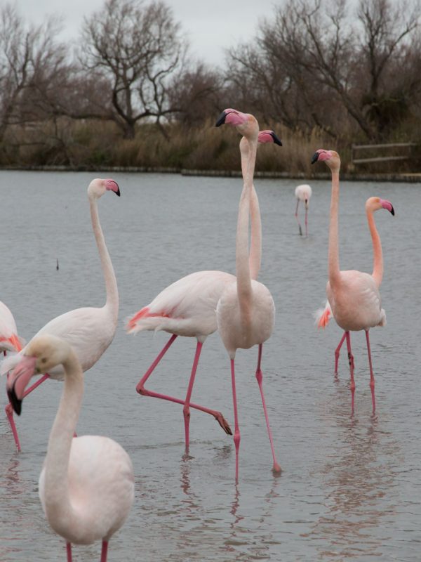 Camargue – Flamants roses | Regard sur le monde par la photo