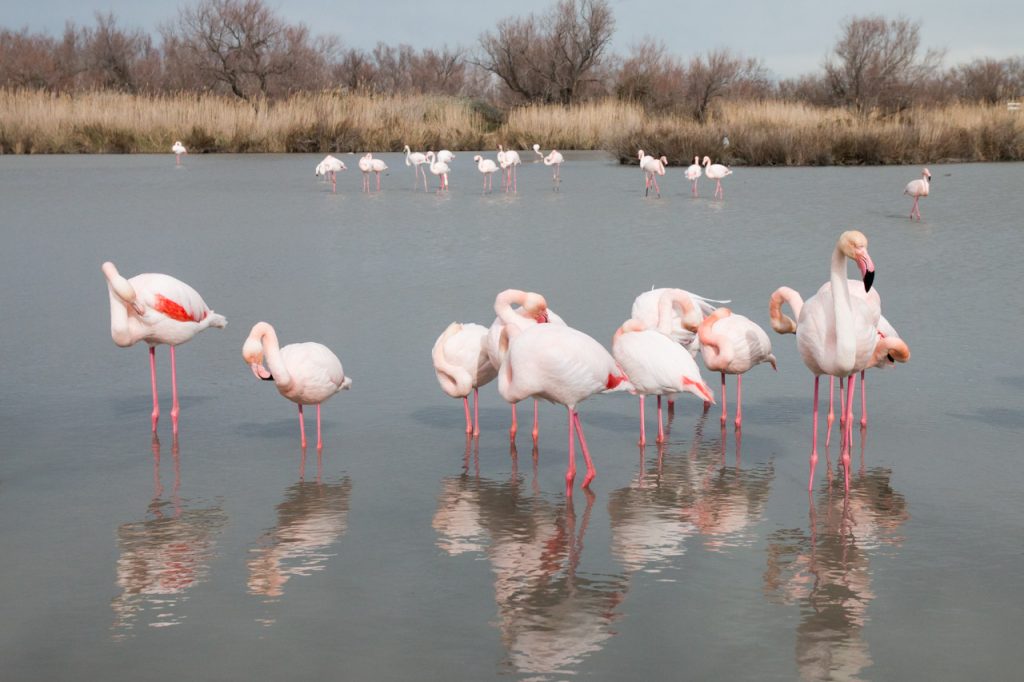 Camargue – Flamants roses | Regard sur le monde par la photo