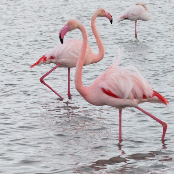 Camargue – Flamants roses | Regard sur le monde par la photo